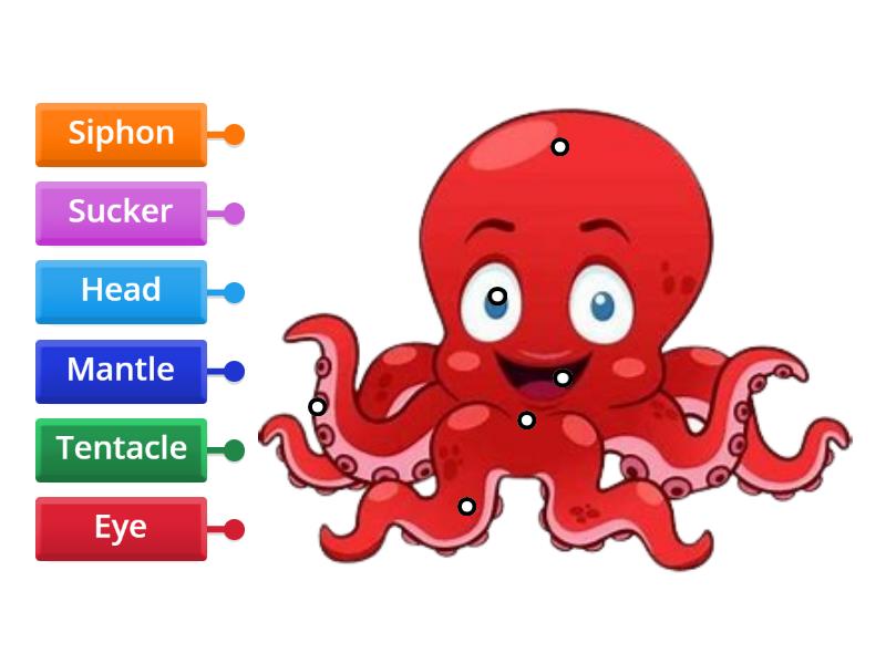 octopus - Labelled diagram