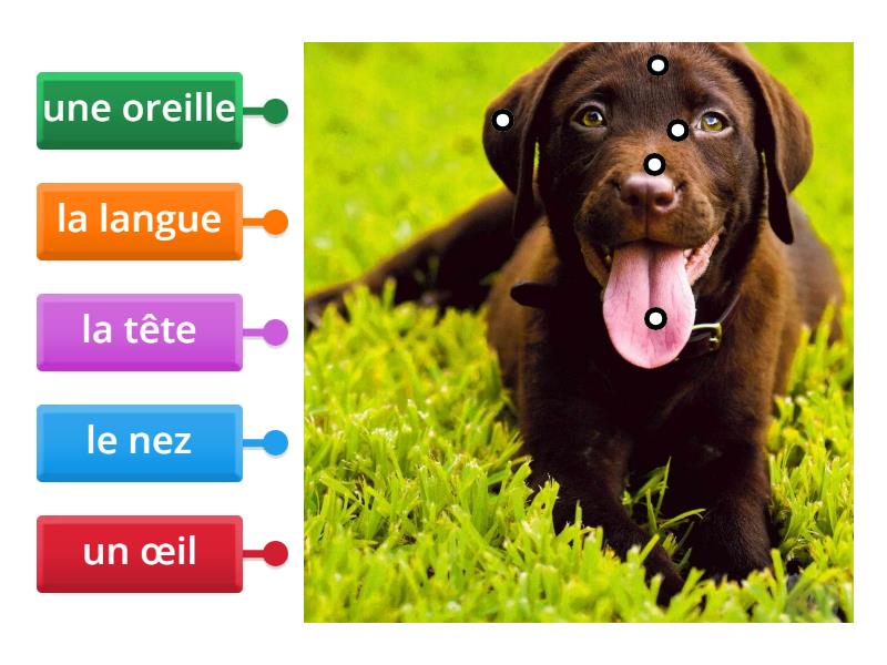 Language Lab Body Parts - Labelled diagram