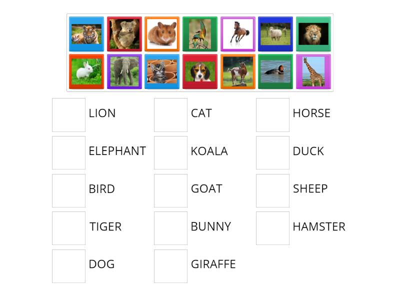 animals - Match up