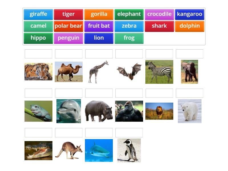 Wild animals matching - Match up