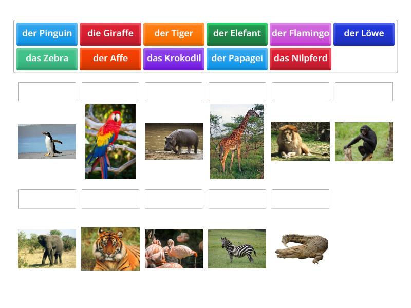 Tiere im Zoo - Match up