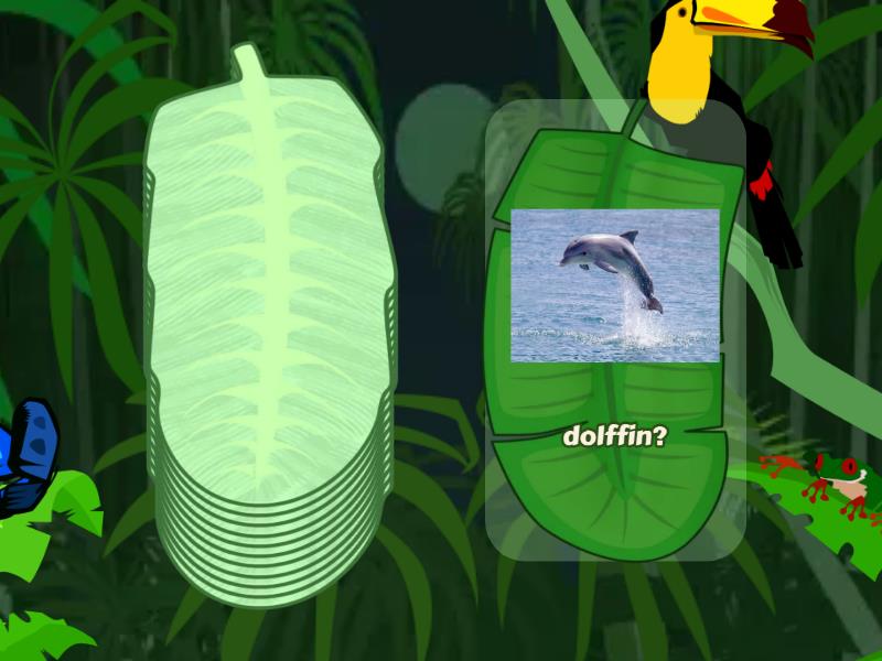 Ble mae anifeiliaid yn byw? Flashcards PDM - Speaking cards