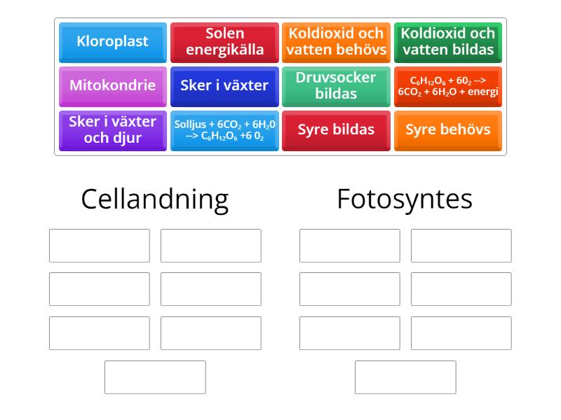 Fotosyntes eller cellandning? - Group sort