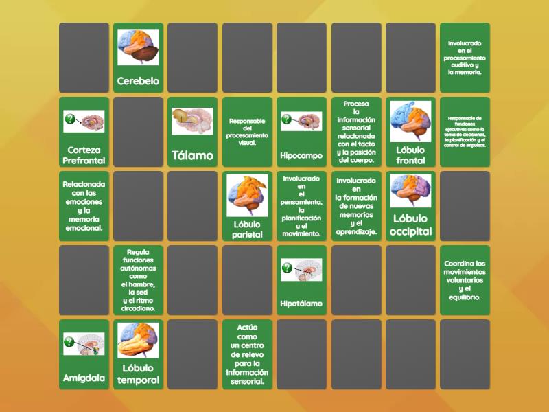 Neuro-Match: Conociendo el Cerebro - Parejas
