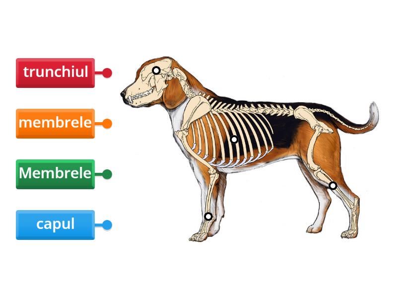 Scheletul clasa 1 - Labelled diagram