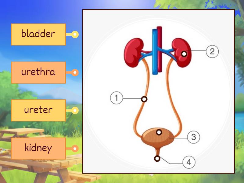excretory system grade 6 - Labelled diagram