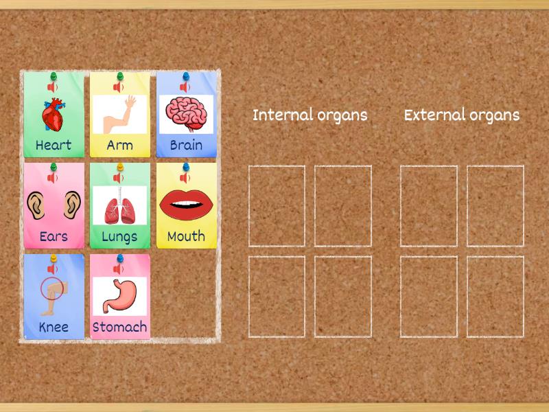 Internal X External organs - Group sort
