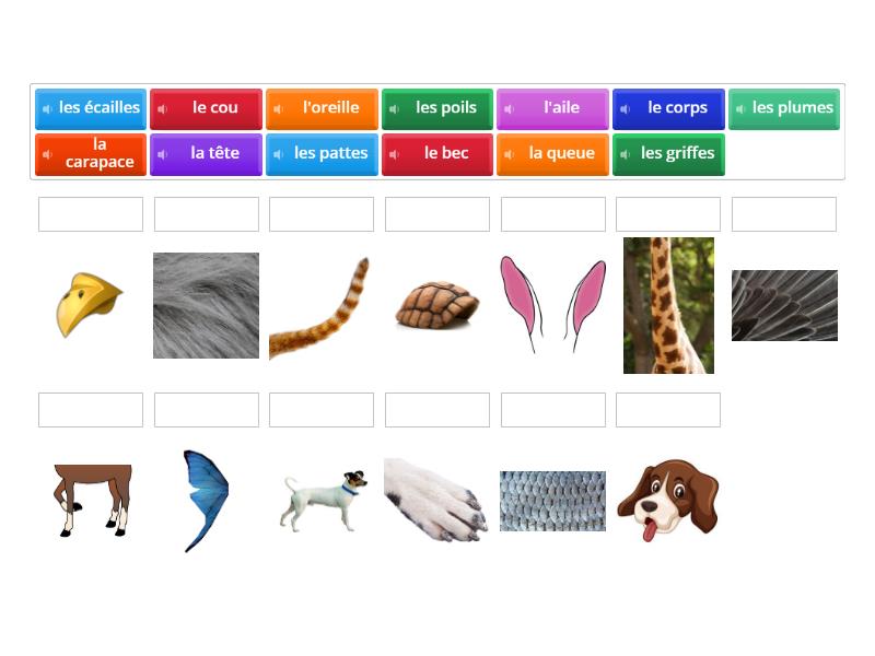 Les parties du corps des animaux - Match up