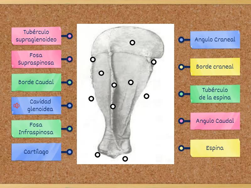 Escapula izquierda del caballo; superficie lateral- Partes - Labelled ...