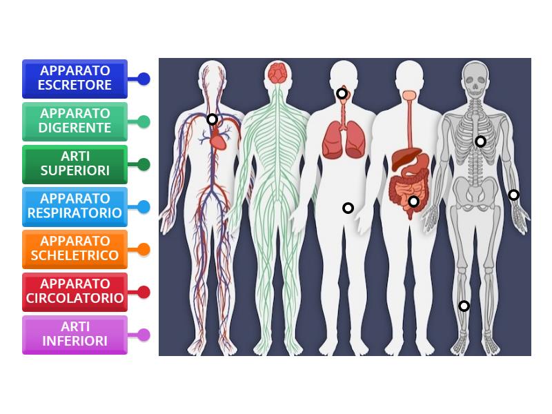 IL CORPO UMANO - Labelled diagram