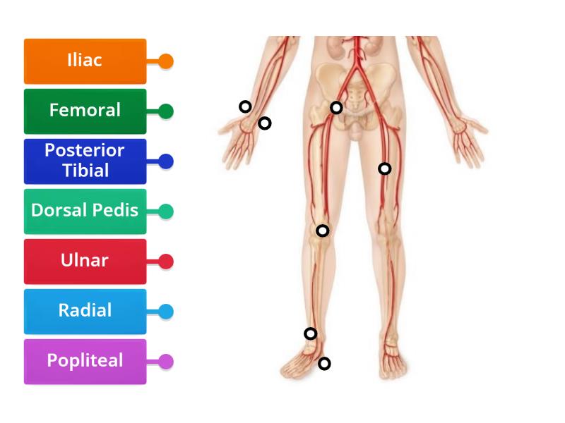 Arteries Lower Body - Labelled diagram