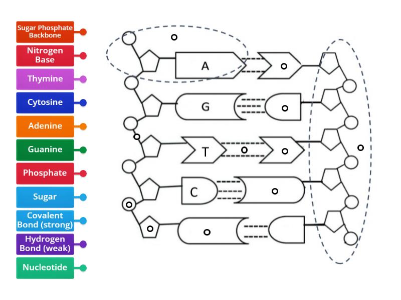DNA Structure - Labelled diagram
