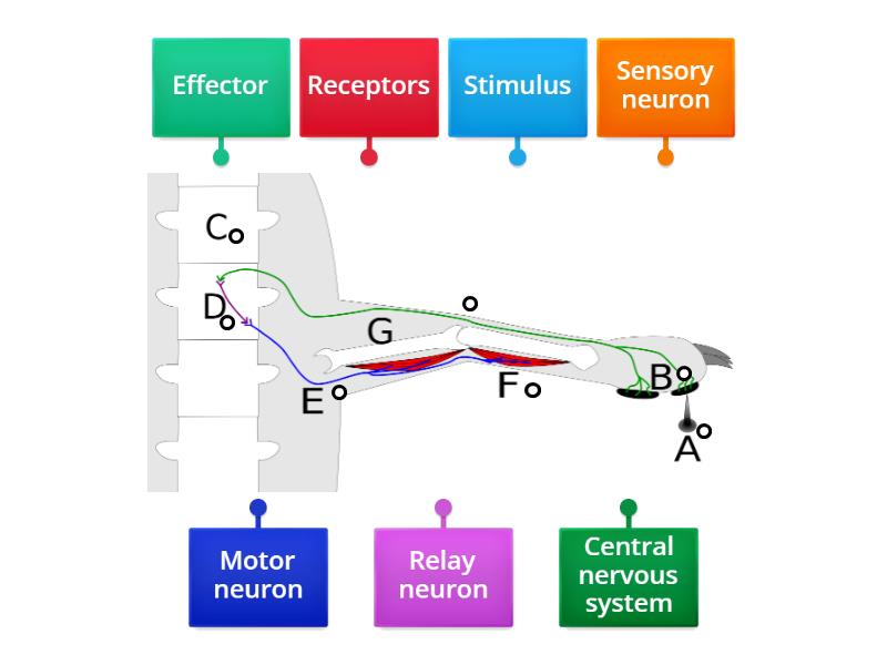 Reflex arc - Labelled diagram