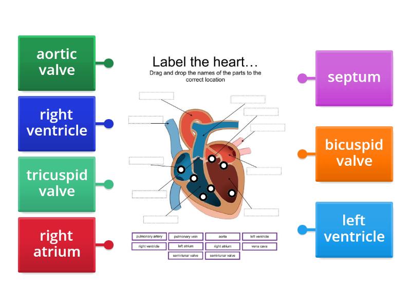 structure of the heart - Labelled diagram