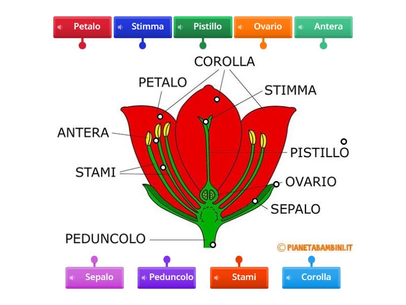 Le parti del fiore - Labelled diagram