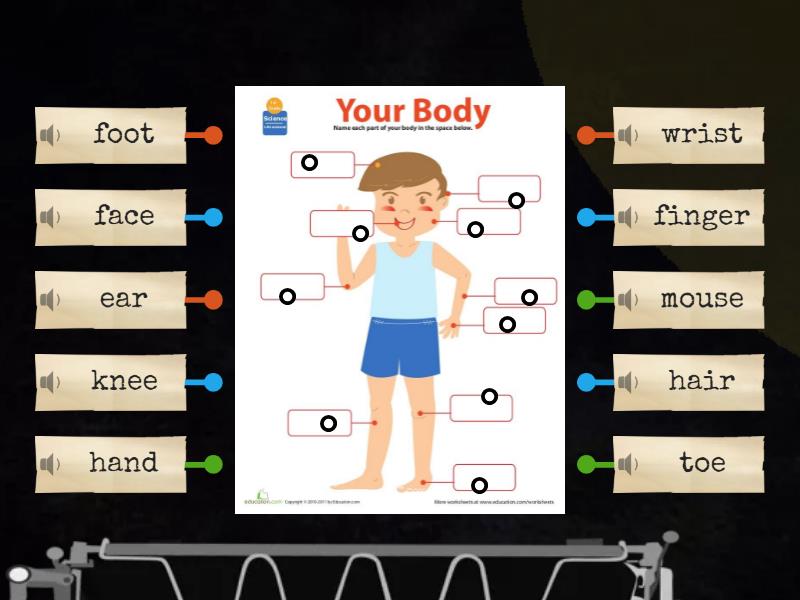 Your body - Labelled diagram