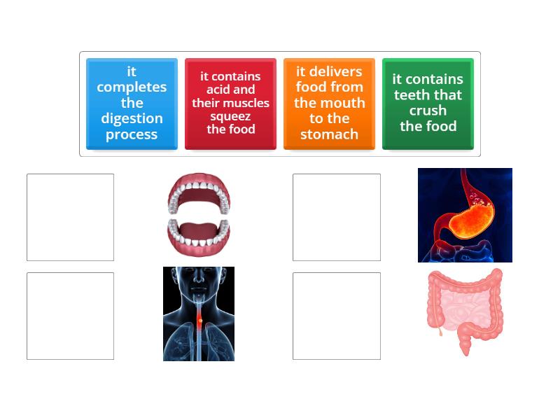 digestive system grade 3 - Une las parejas