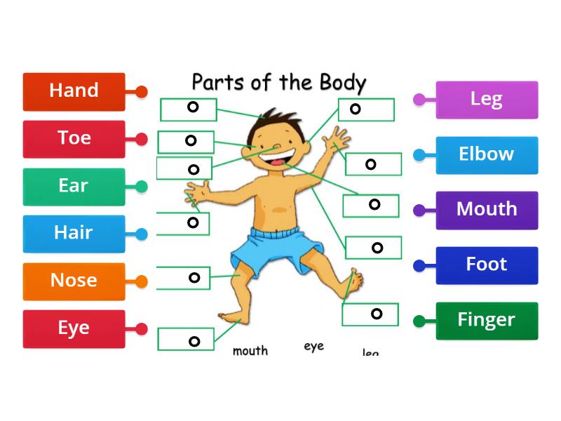 Body Parts (A) - Labelled diagram