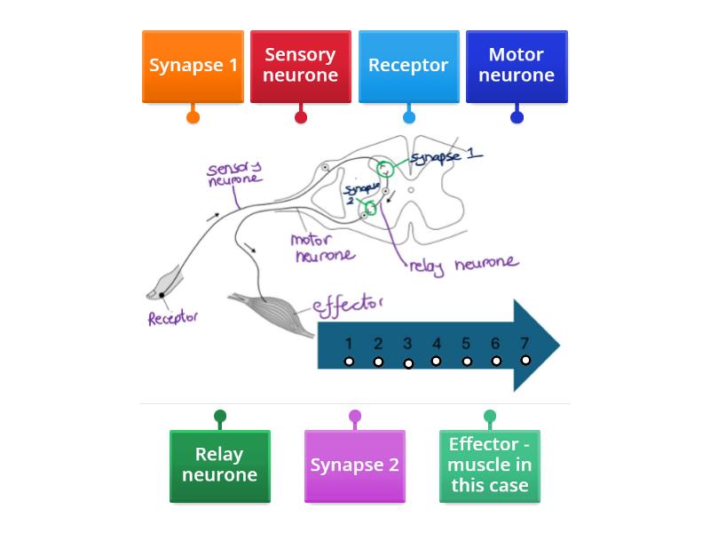 Reflex arc in order - Labelled diagram