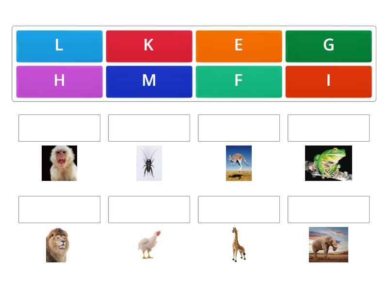 Zoo Alphabet - Match up