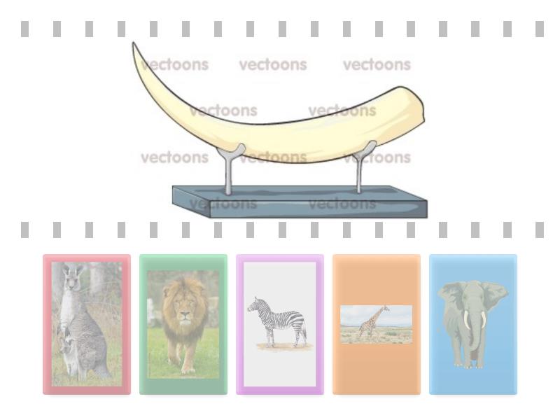 Match the wild animals with its basic characteristics. - Find the match