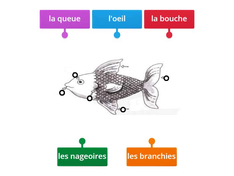 Les parties du poisson - Labelled diagram
