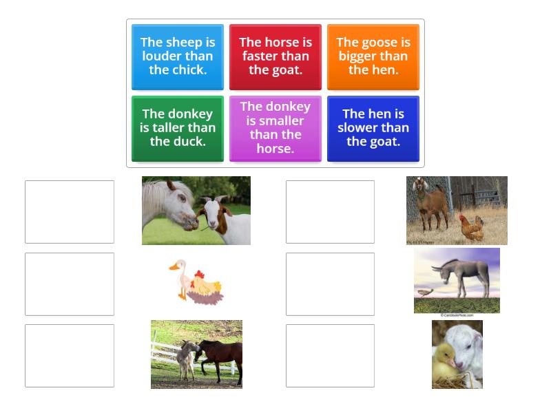 animals comparison - Match up