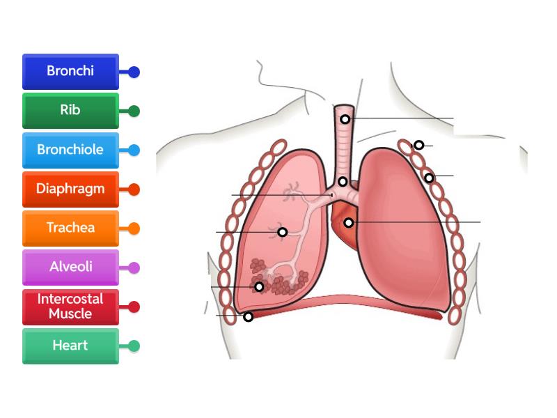 Lung Label - Labelled diagram