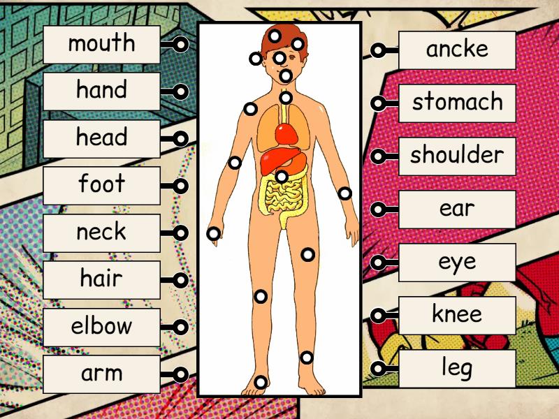 the body - Labelled diagram