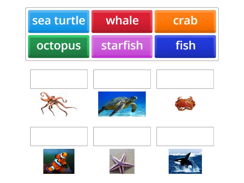 sea creatures - Match up