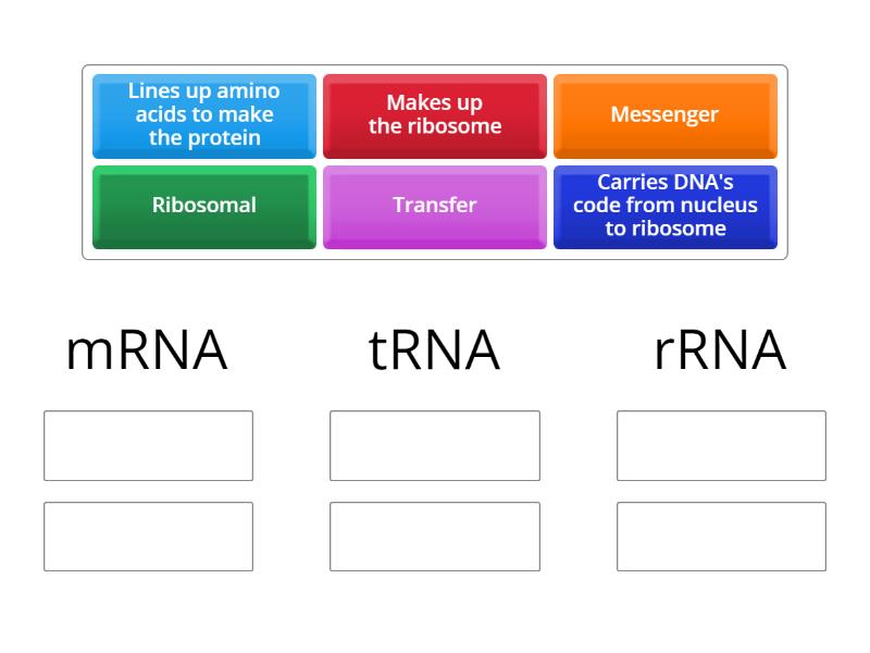Types of RNA 1 - Group sort
