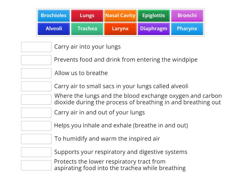 Respiratory System - Match up