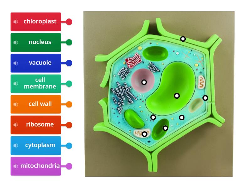 plants cell structure - Labelled diagram