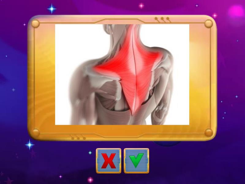 label muscles flashcards PDM - Flash cards