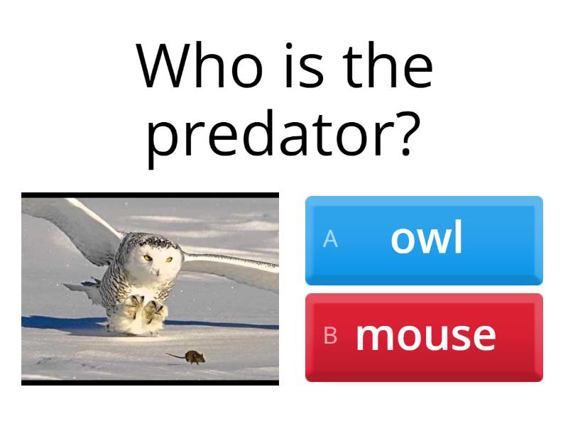 Predator vs. Prey - Quiz