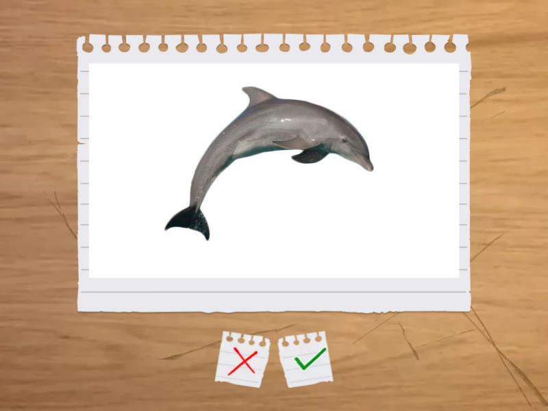 Animals - Tamari - Flash cards