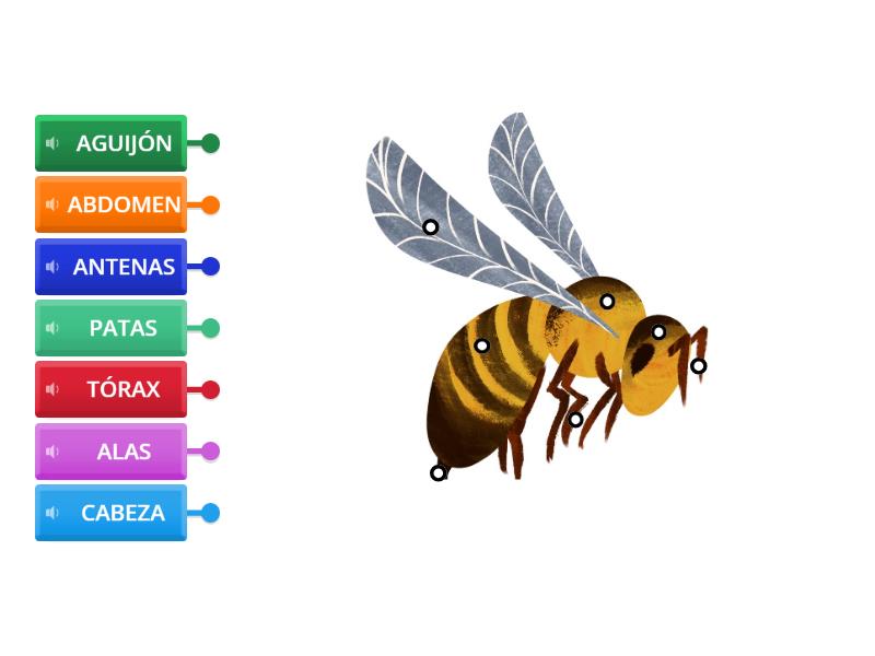 PARTES DE LA ABEJA 1 - Diagrama con etiquetas
