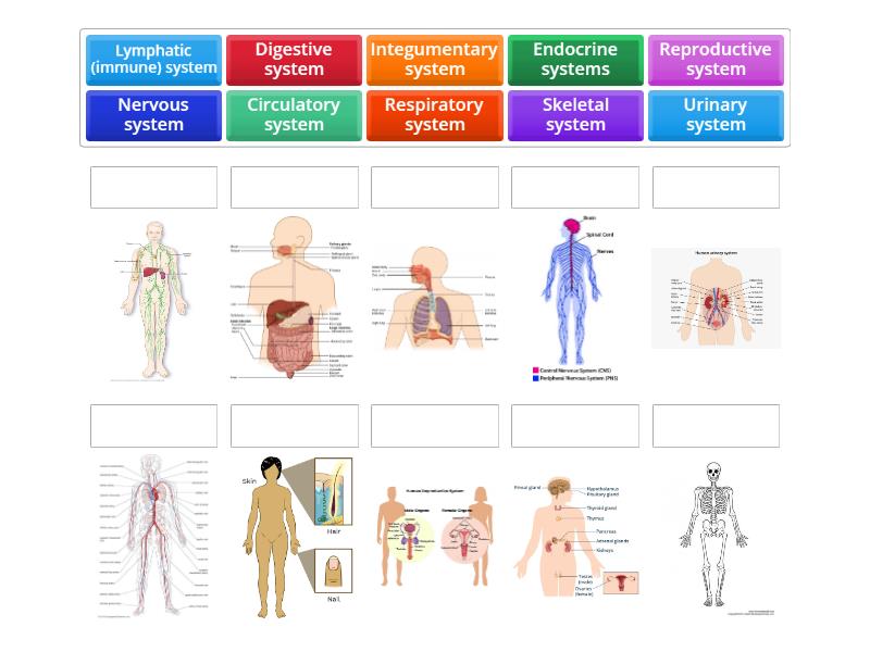 Human Body Systems - Match up