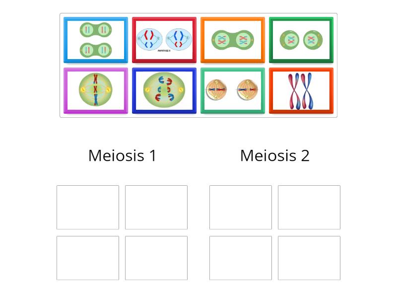 Orden de Meiosis. - Group sort