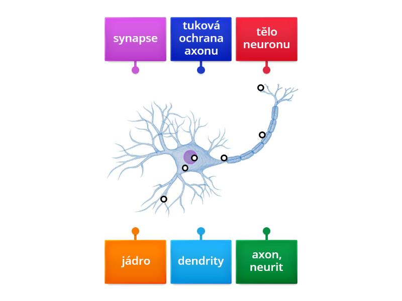 neuron popis - Labelled diagram