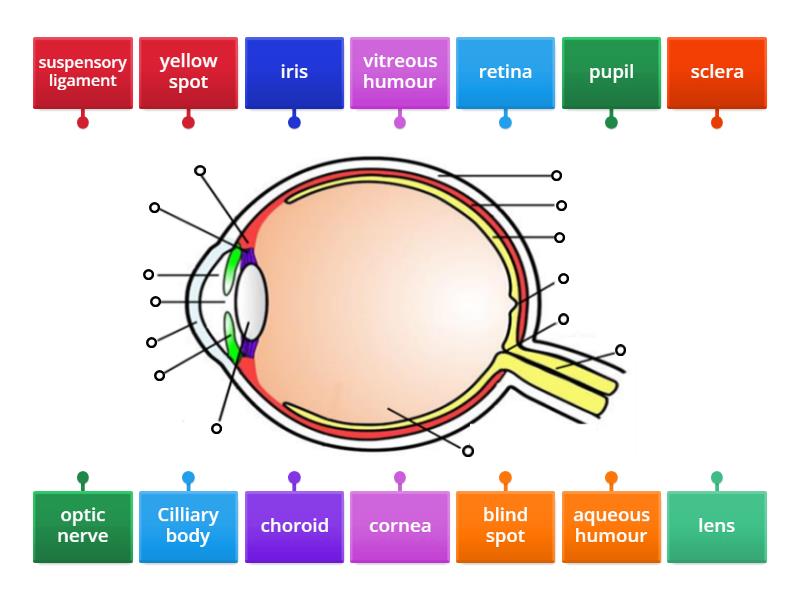 Label the eye diagram - Diagram berlabel