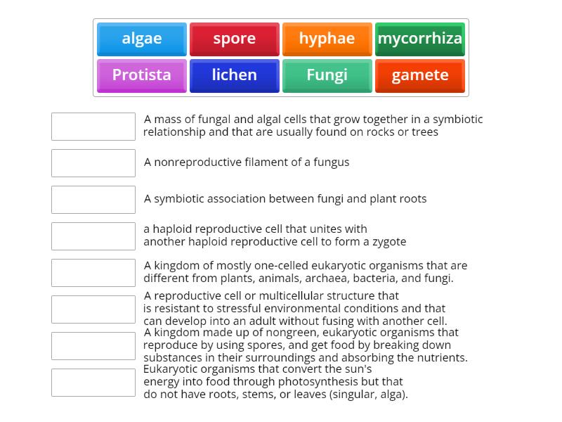 Protists and Fungi Unit 2 Lesson 2 B - Match up