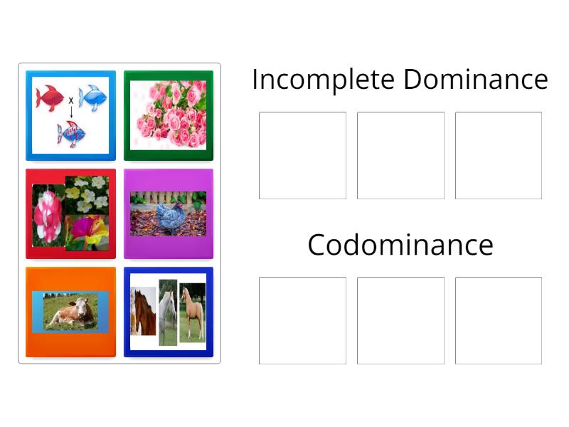 Science 9 Q1: Incomplete Dominance or Codominance? - Group sort