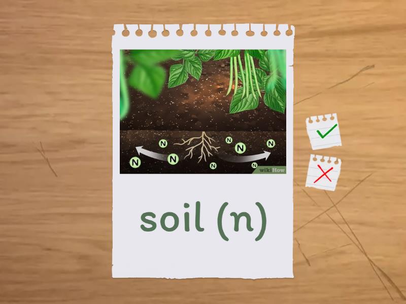 12/5. Mint - Flash cards