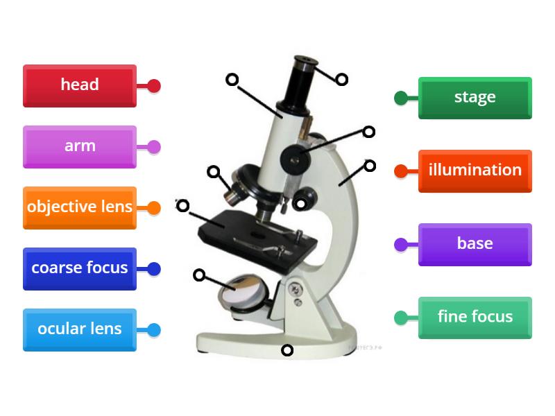 Microscope (1) - Labelled diagram
