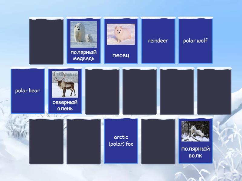 Polar animals - Matching pairs