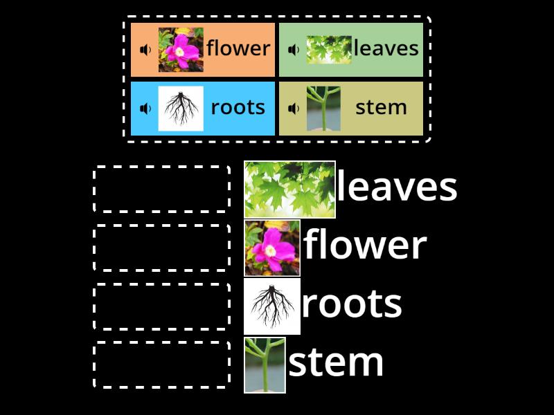 Parts of a plant - Match up