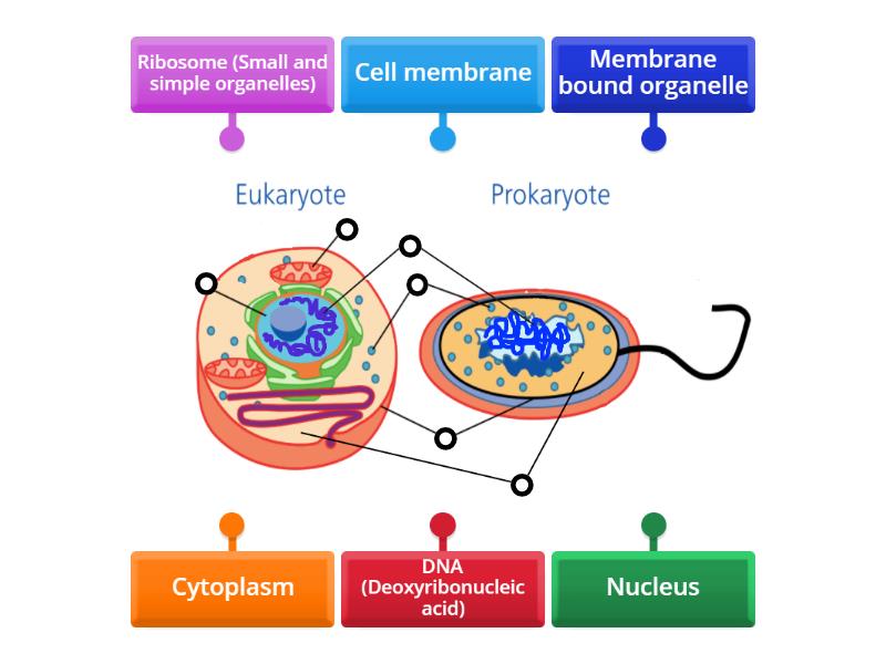 Prokaryote and Eukaryote Cells Diagram - Labelled diagram