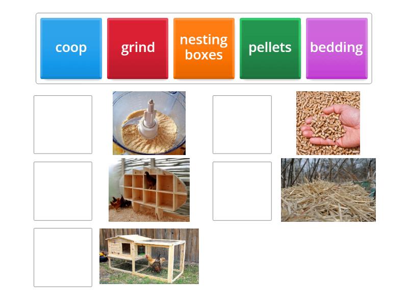 Chicken Vocabulary - Match up