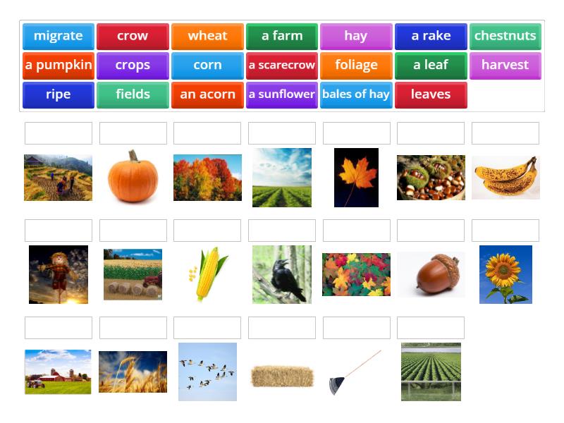 Fall Vocabulary - Match up